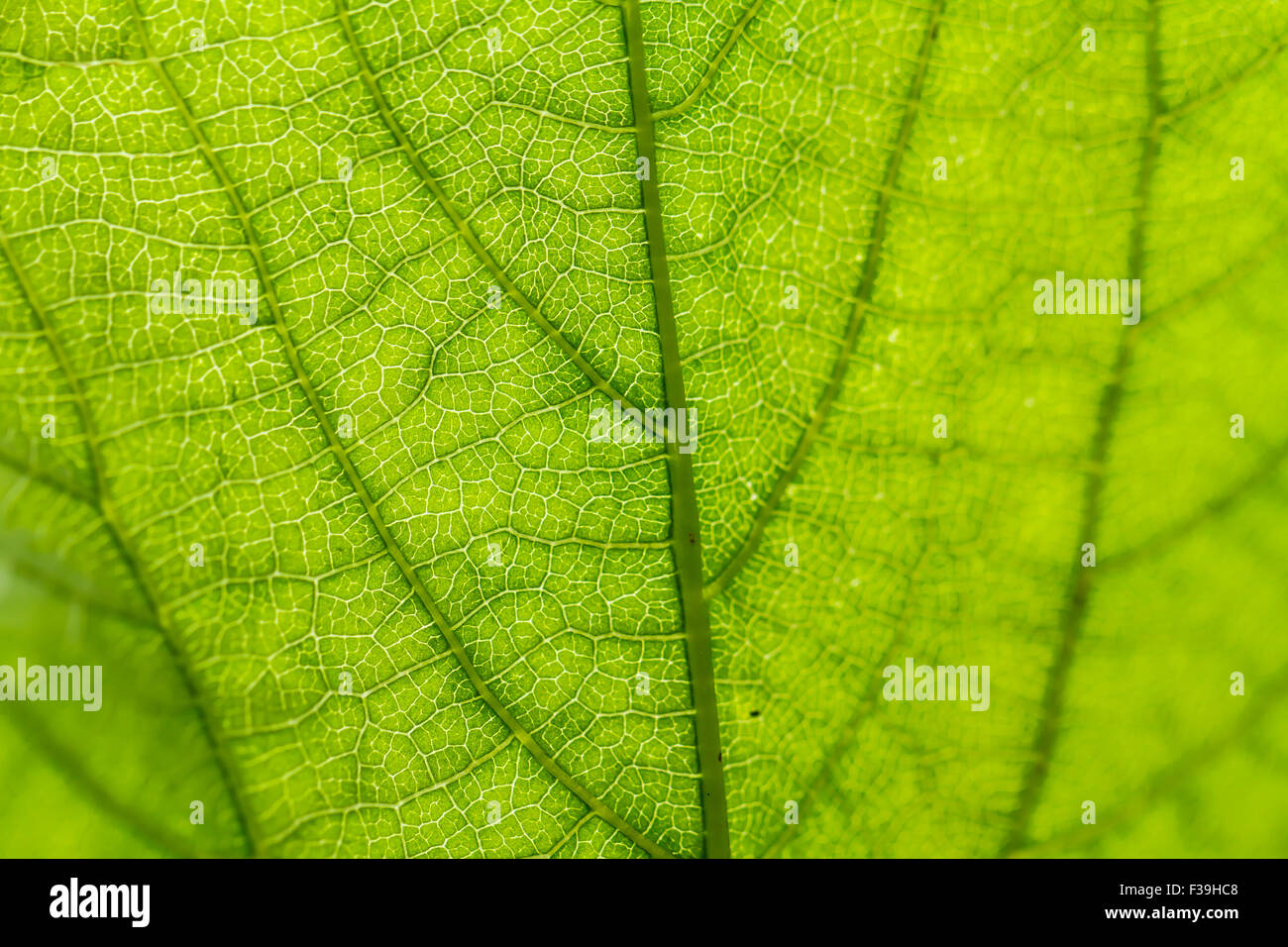 Abstract leaf texture background Stock Photo - Alamy