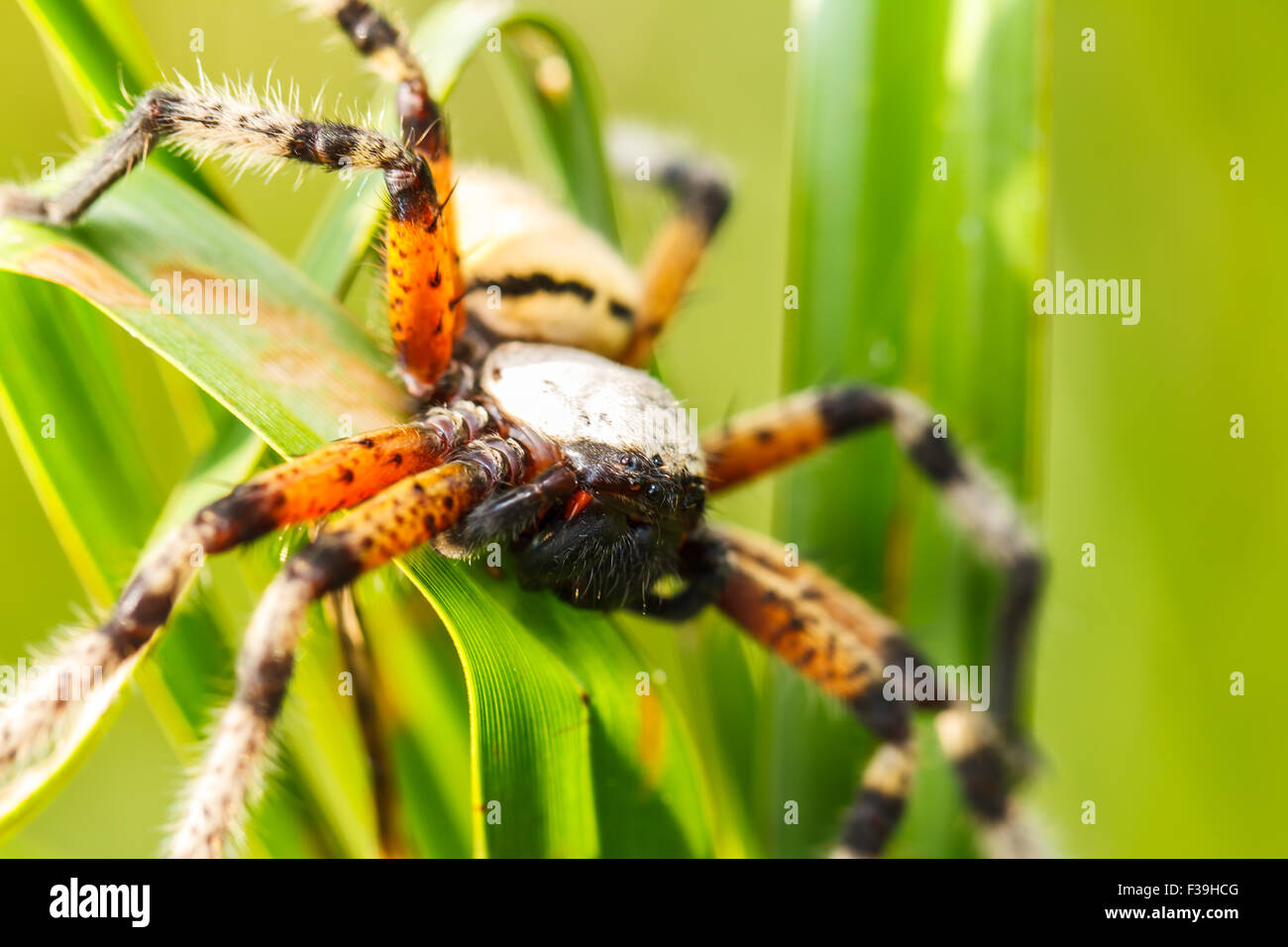 Field wolf spider hi-res stock photography and images - Alamy