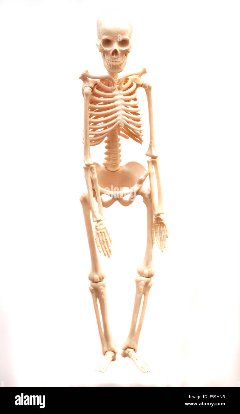 Human skeleton isolated on white background Stock Photo - Alamy