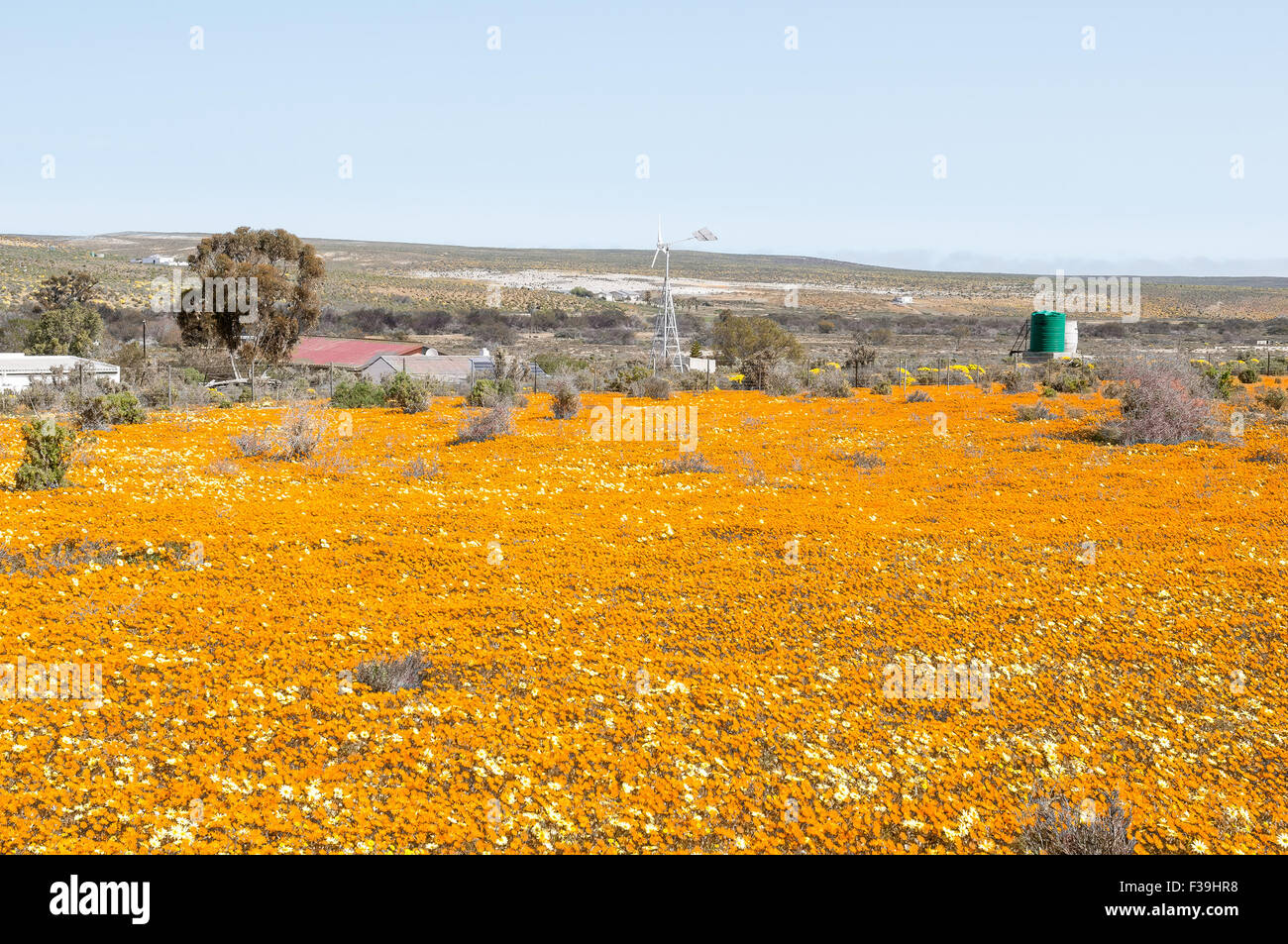 A wind generator in a sea of wild flowers on the road to Groenrivier ...