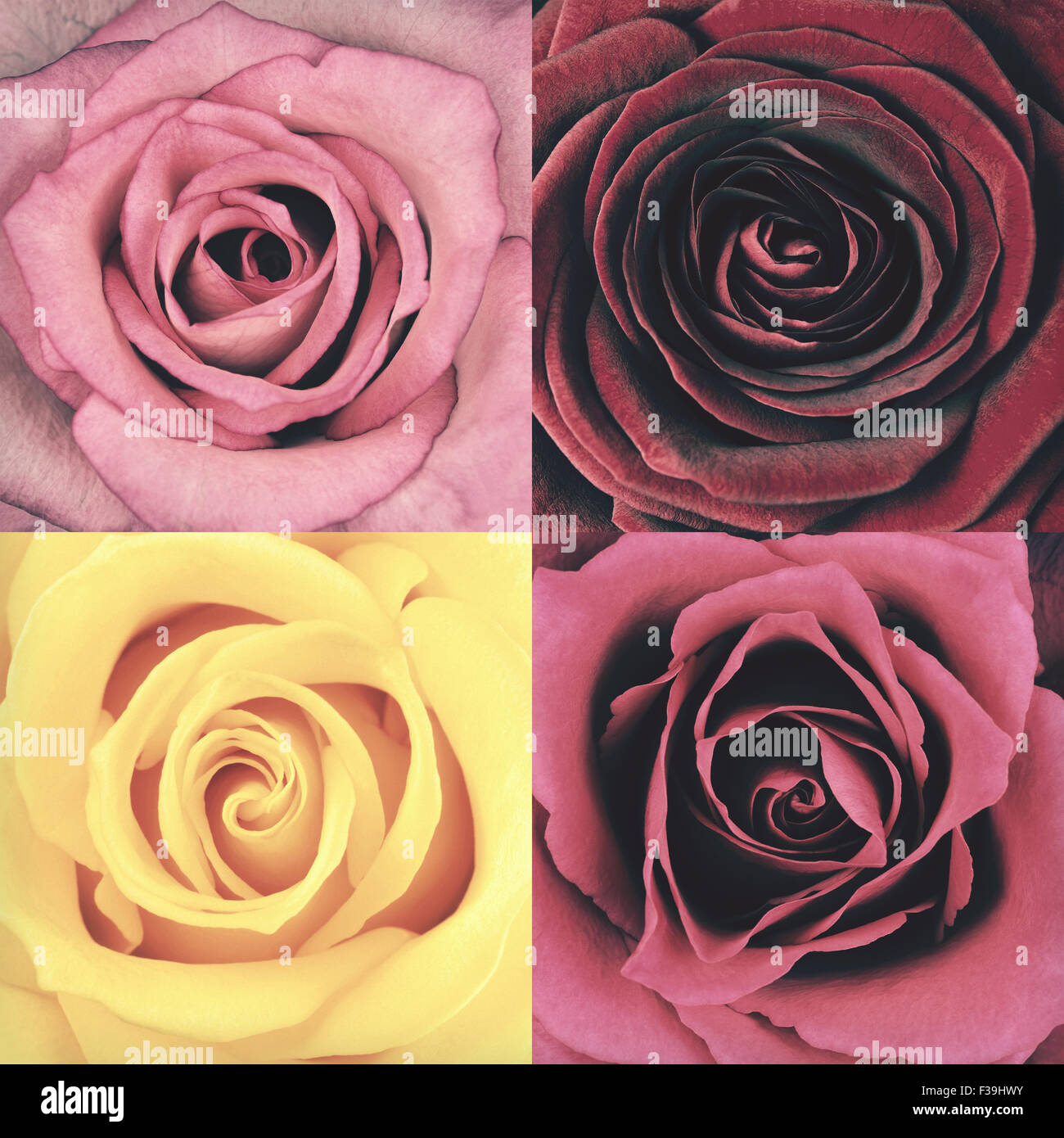 Macro of Rose Four Flower Full Frame Backgrounds. Flowers are in a ...