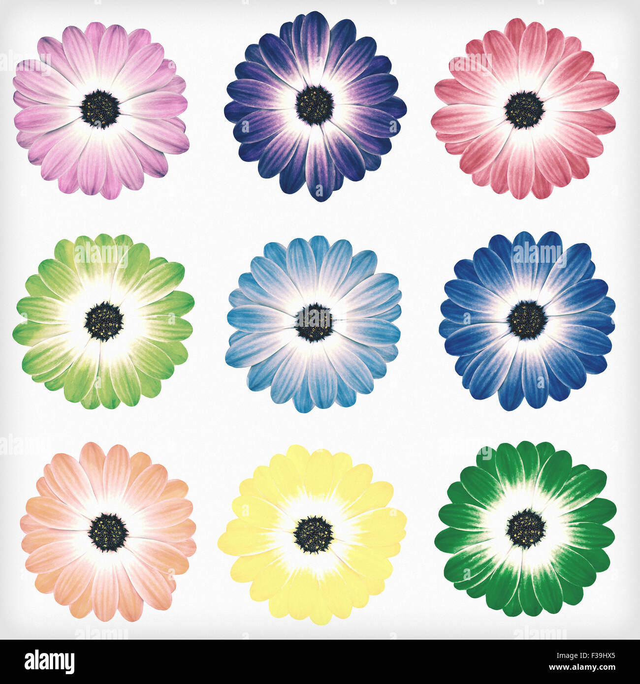 Various Colorful Daisy Flowers Osteospermum Isolated on White ...