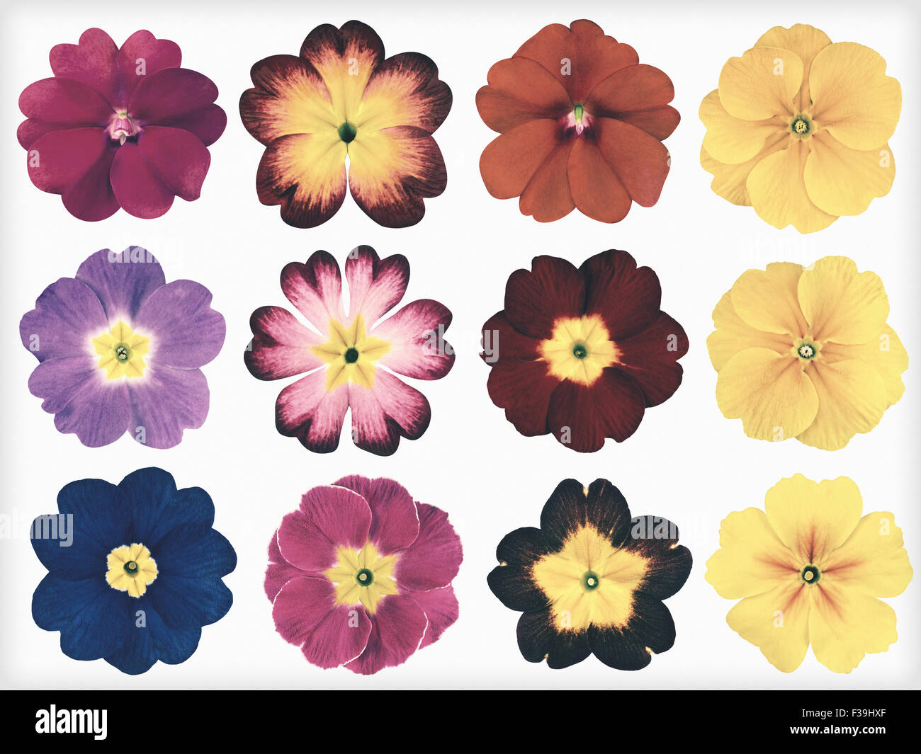 Collection of twelve colorful Primroses Isolated on White Background ...