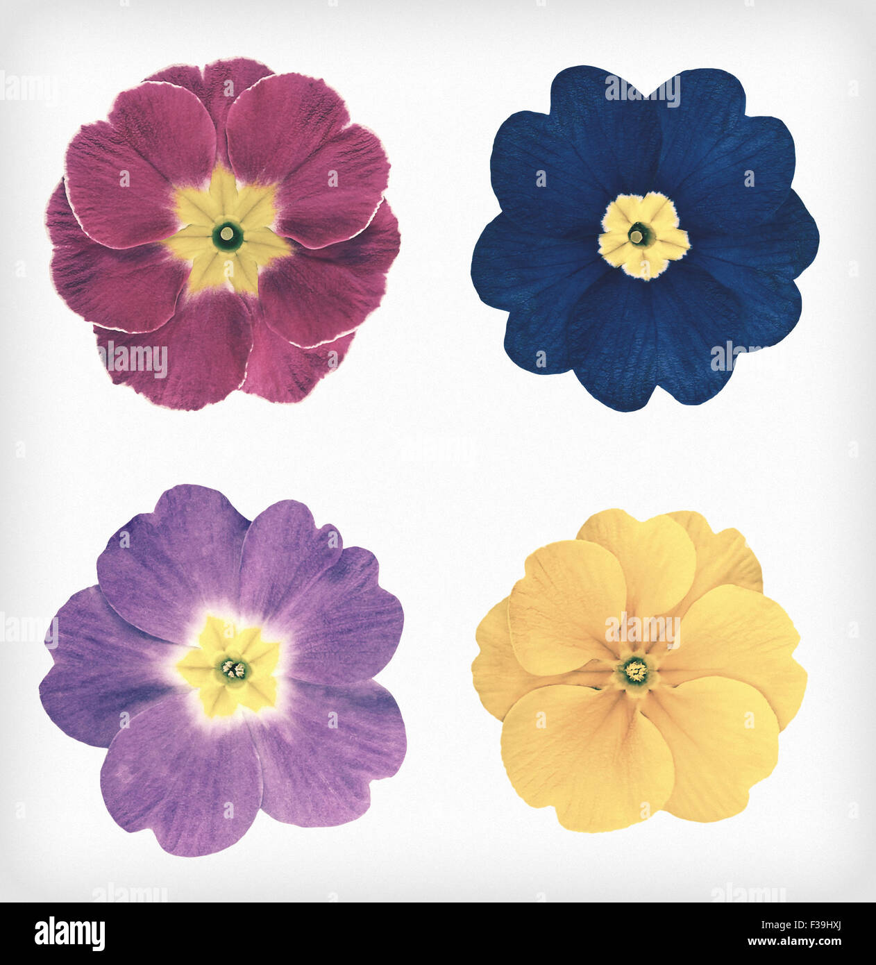 Four Colorful Primrose Flowers Isolated on White Background. Flowers ...