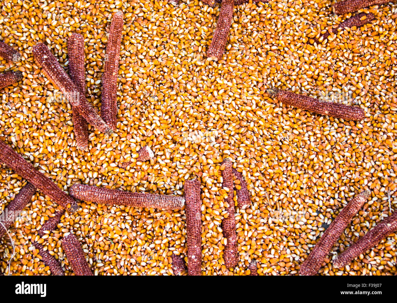 Shelled corn hi-res stock photography and images - Alamy