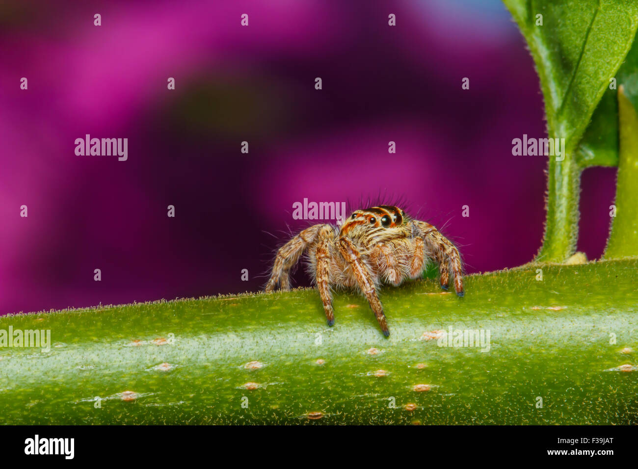 Jumping spider on green leaf Stock Photo - Alamy
