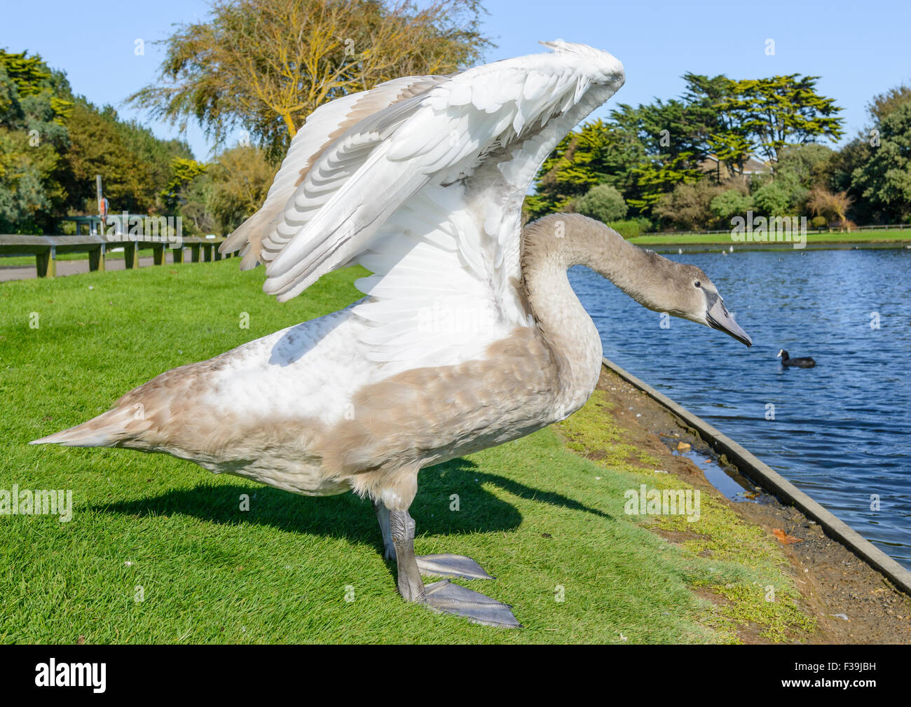 White swan wings hi-res stock photography and images - Alamy