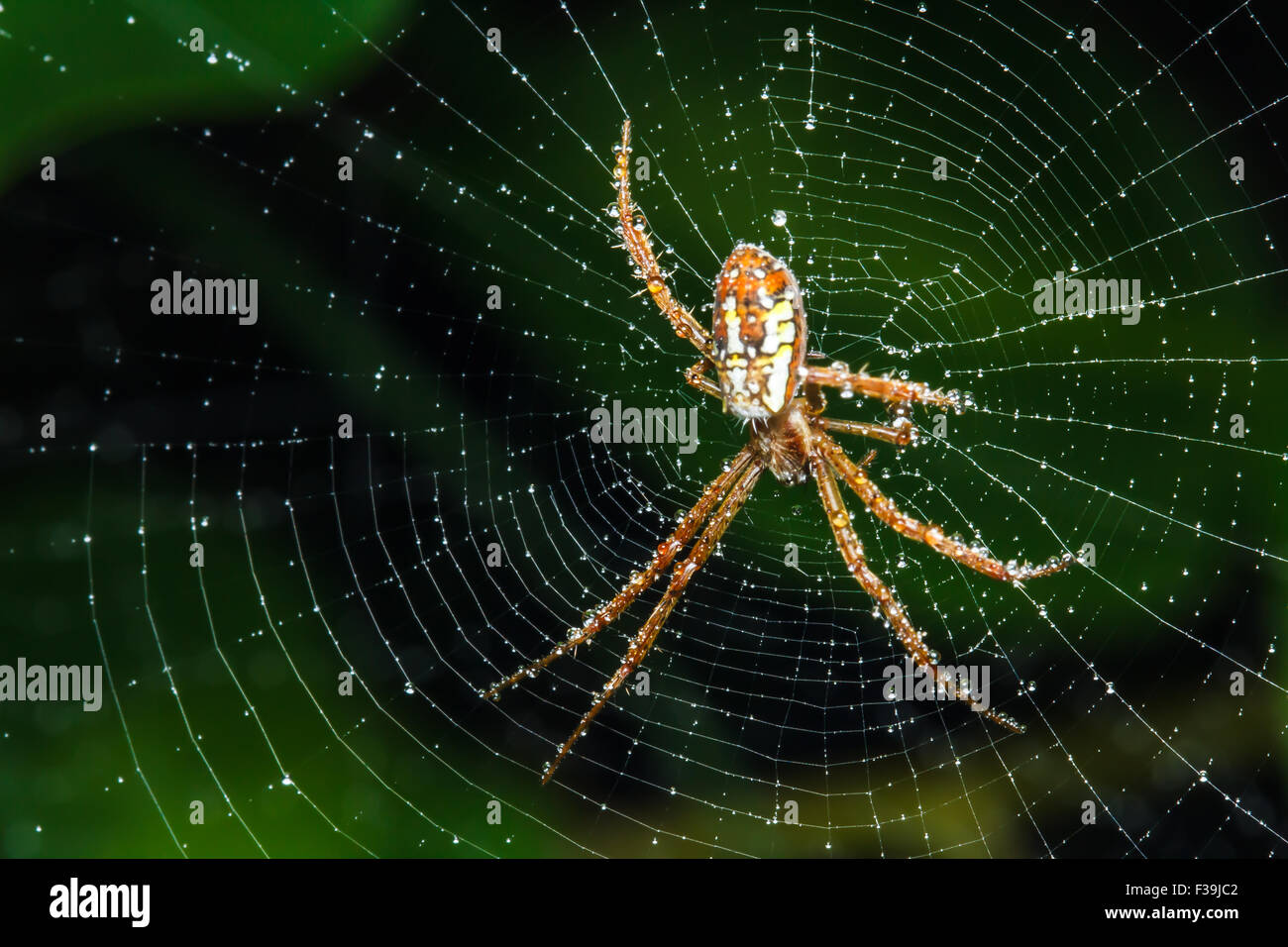 Spider on the web Stock Photo - Alamy