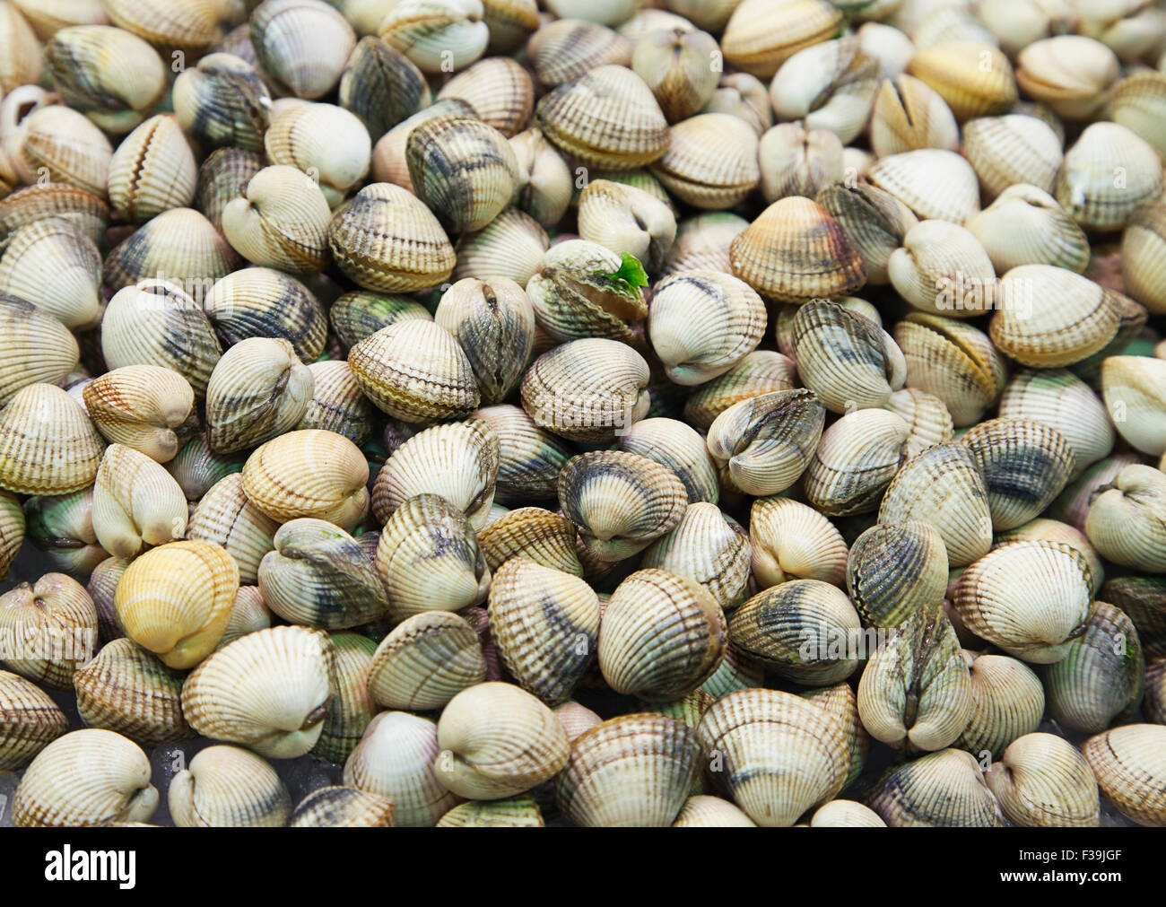 Clam shells for sale hi-res stock photography and images - Alamy