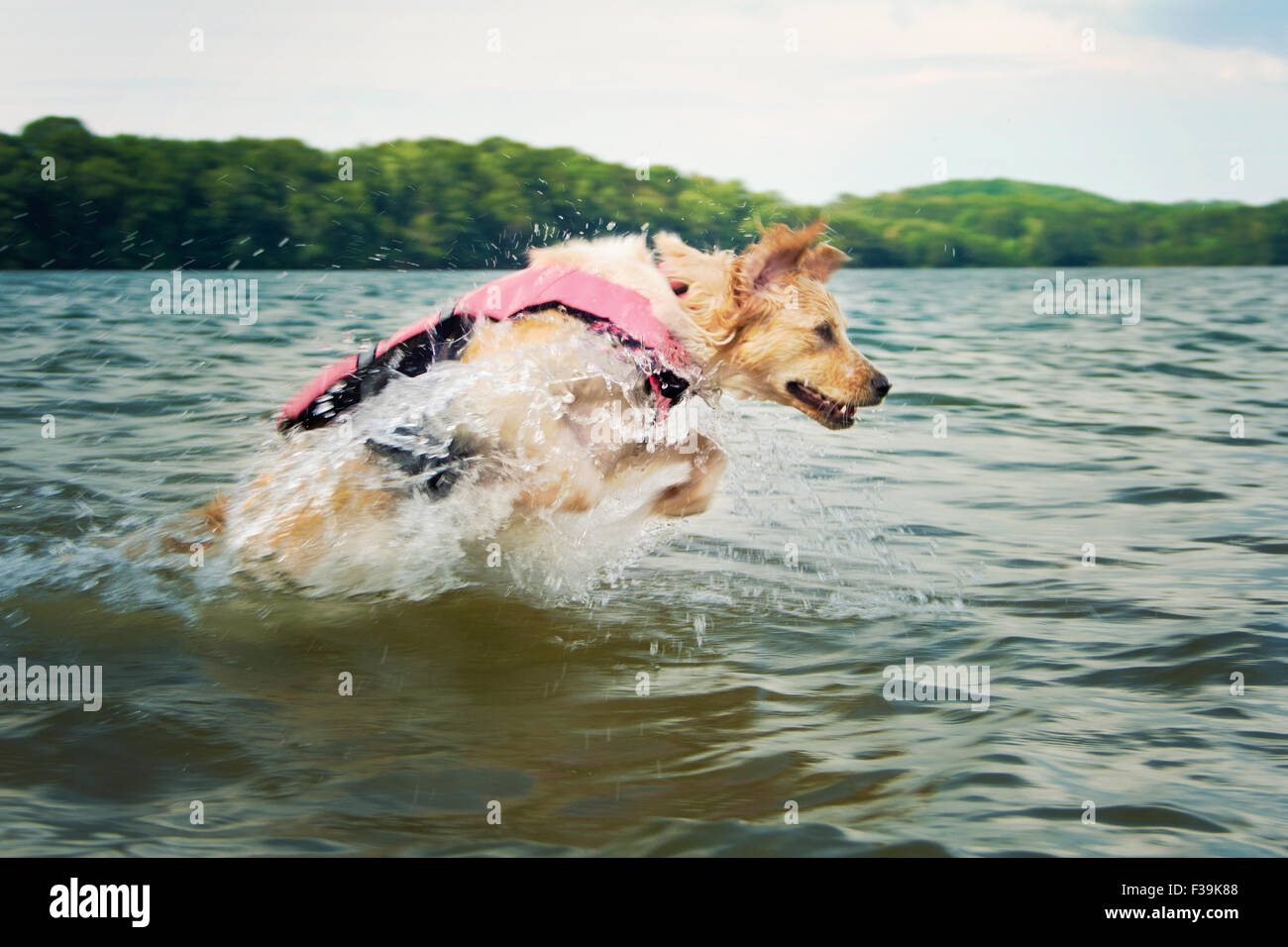 Dog wearing a life jacket jumping in the sea Stock Photo - Alamy