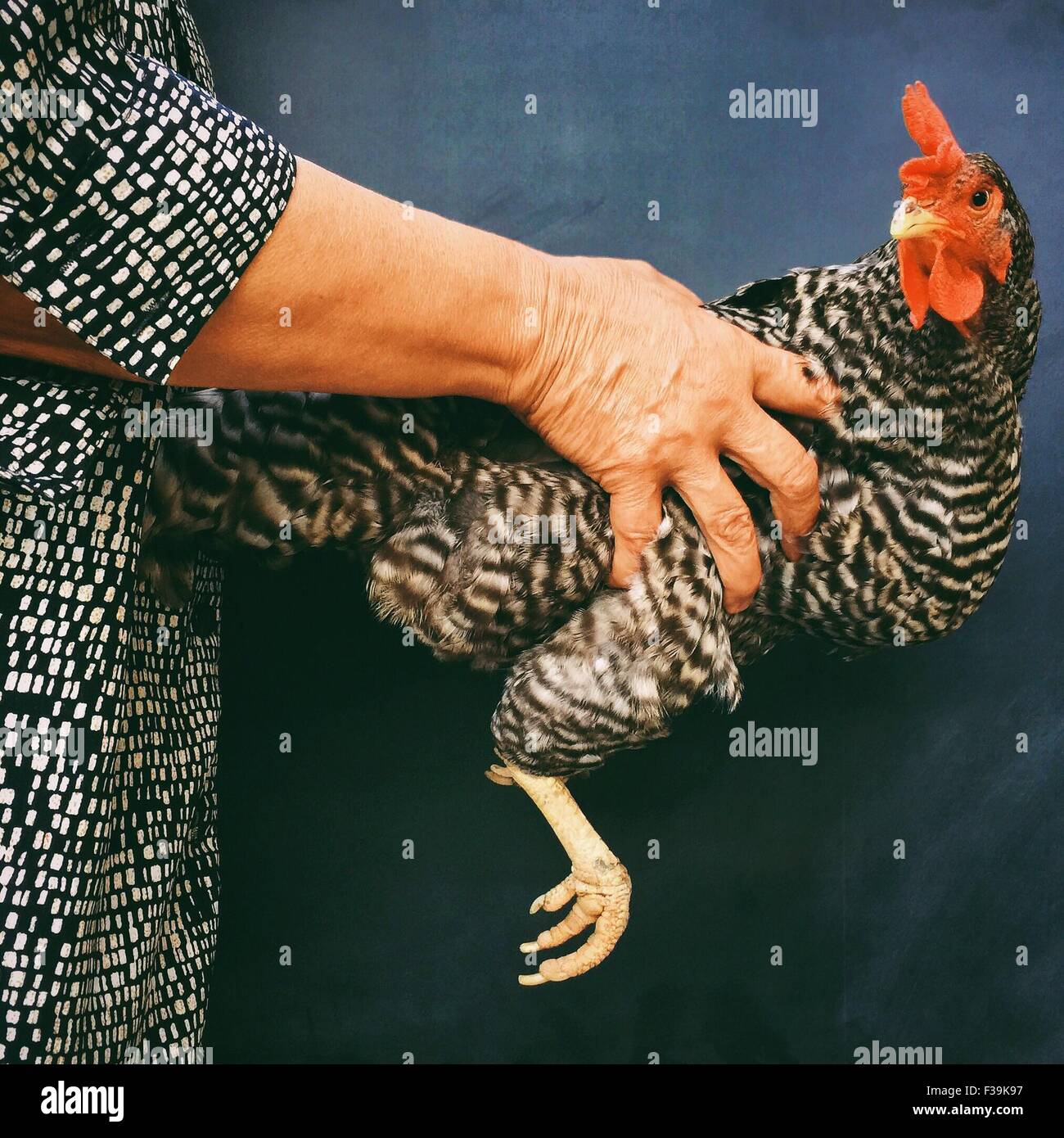 Side view of a Woman holding hen Stock Photo - Alamy