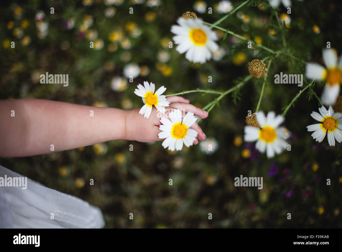 Hand picking up daisy hi-res stock photography and images - Alamy