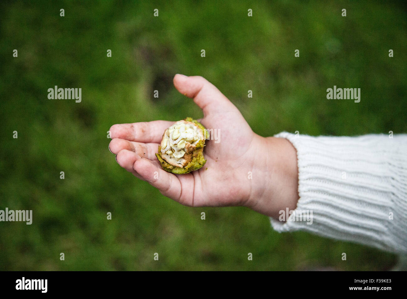 Holding nut hi-res stock photography and images - Alamy