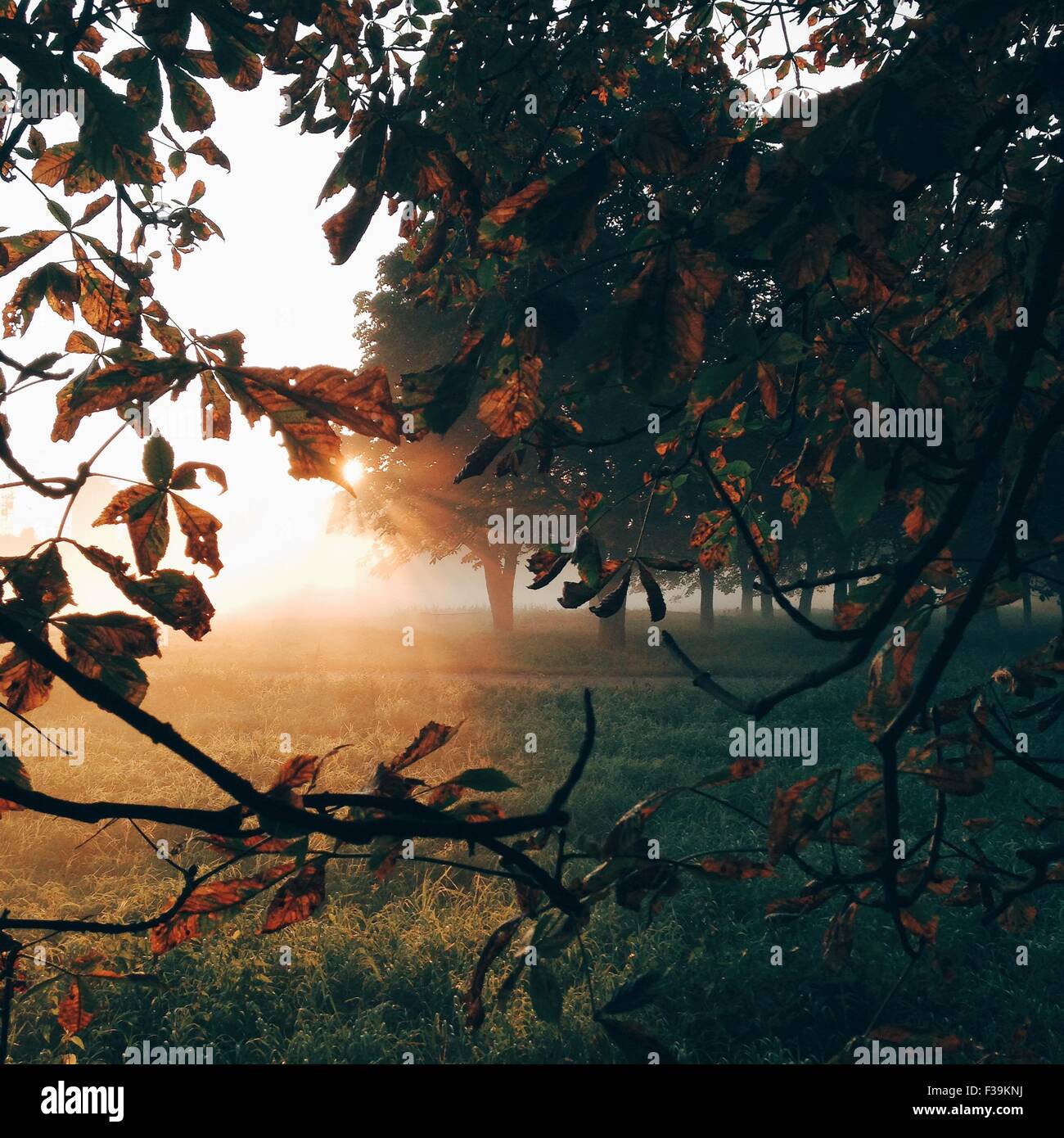 Sunlight in the forest hi-res stock photography and images - Alamy