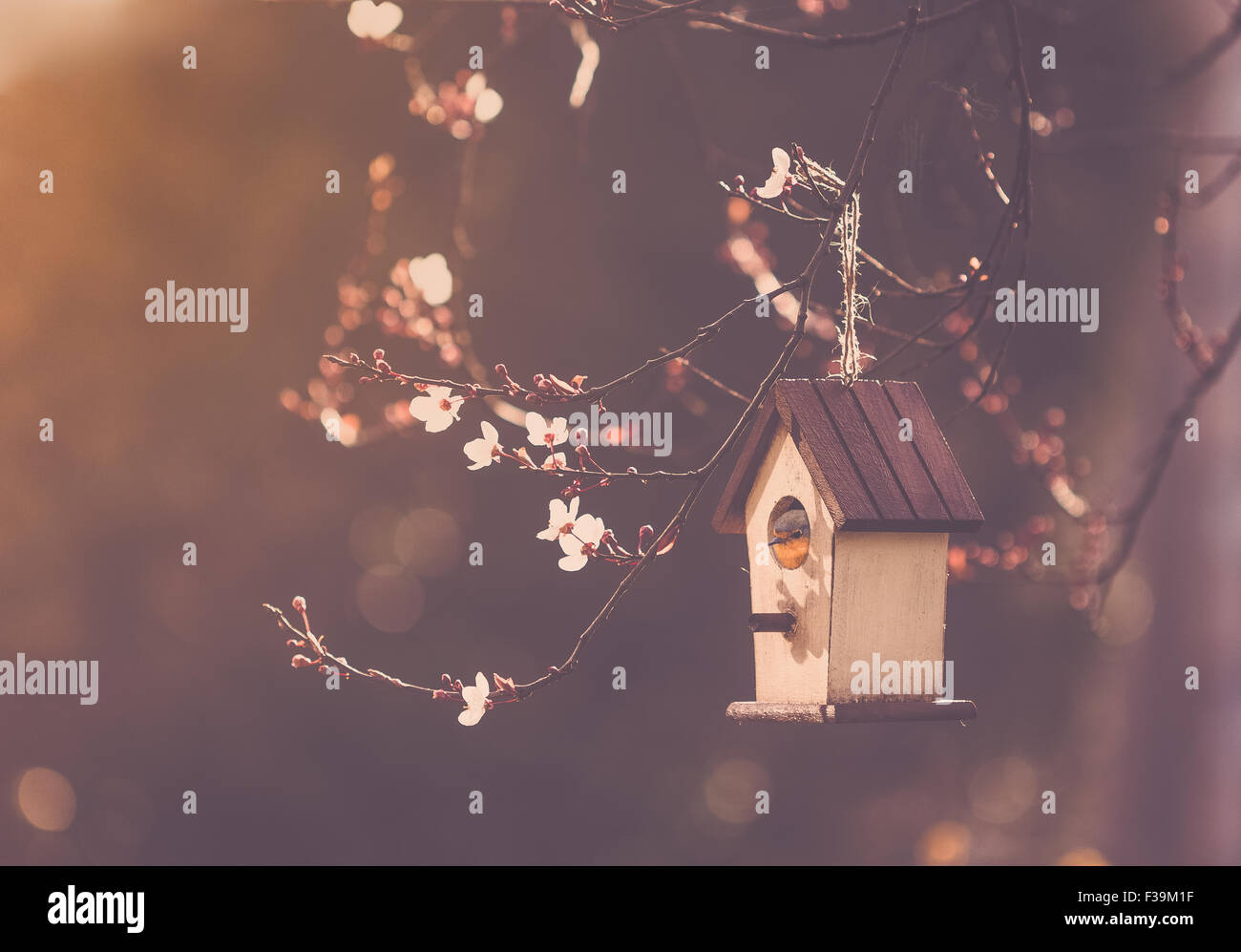 Robin nesting in a Bird house in a almond tree Stock Photo - Alamy