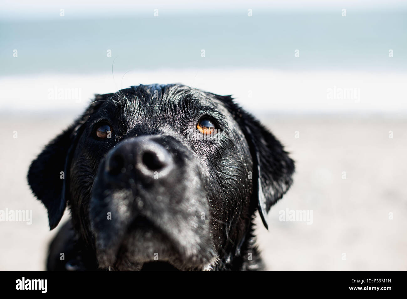 Close-up portrait of a black labrador on the beach Stock Photo - Alamy