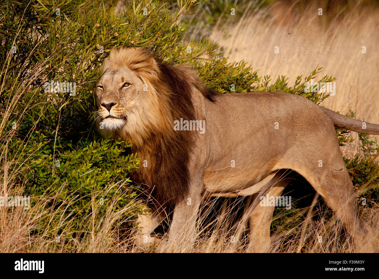 Marking territory hi-res stock photography and images - Alamy