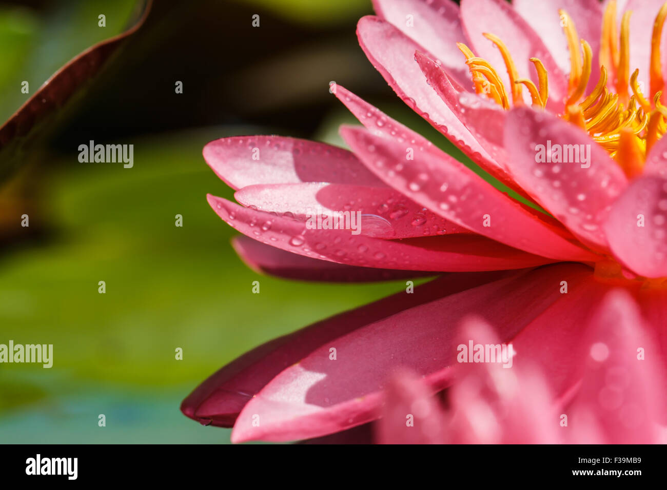 pink water lily Stock Photo - Alamy