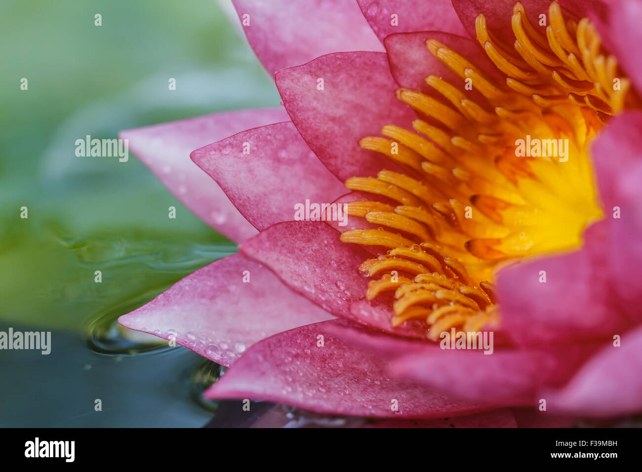 pink water lily Stock Photo - Alamy