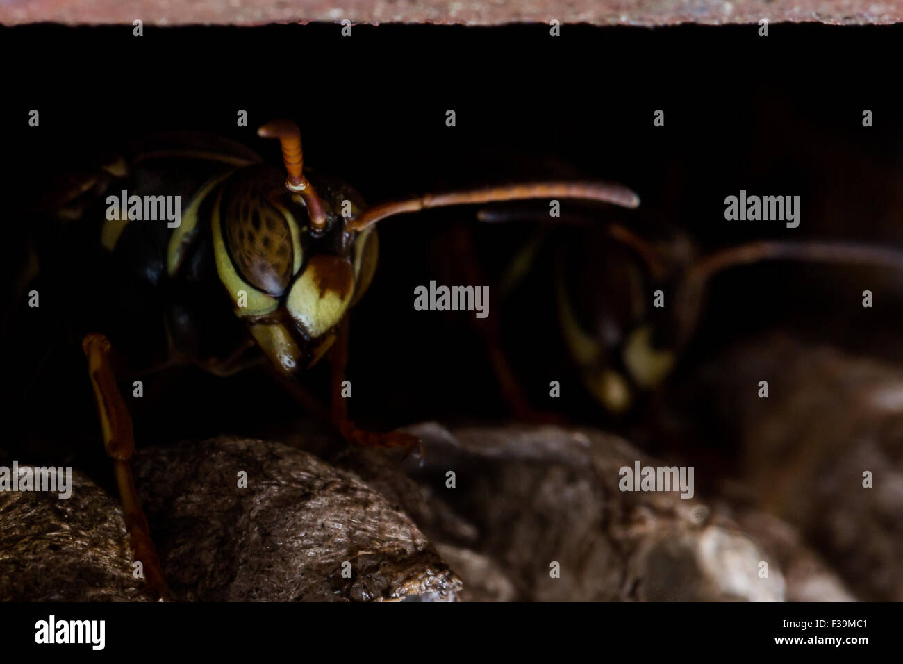 Paper wasp guards nest with rust in background Stock Photo - Alamy
