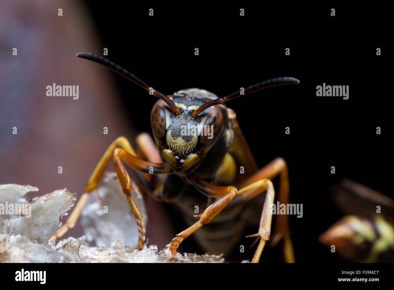 Paper wasp guards nest with rust in background Stock Photo - Alamy