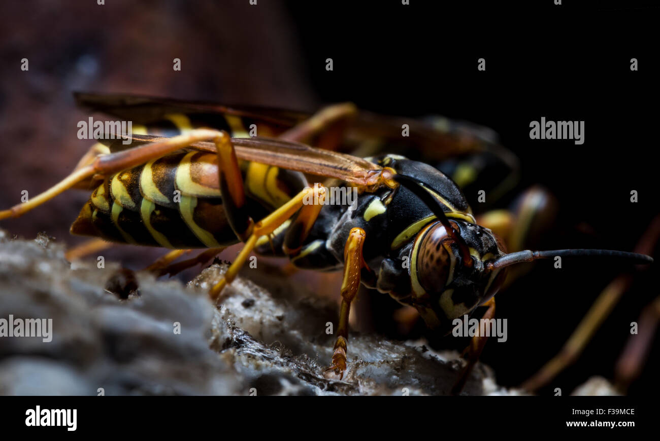 Paper wasp guards nest with rust in background Stock Photo - Alamy