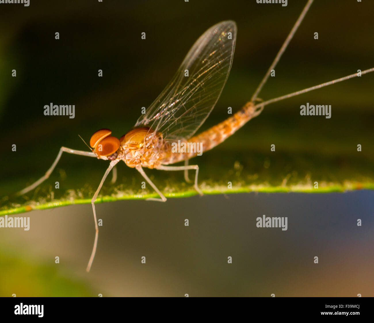 Mayfly eyes hi-res stock photography and images - Alamy