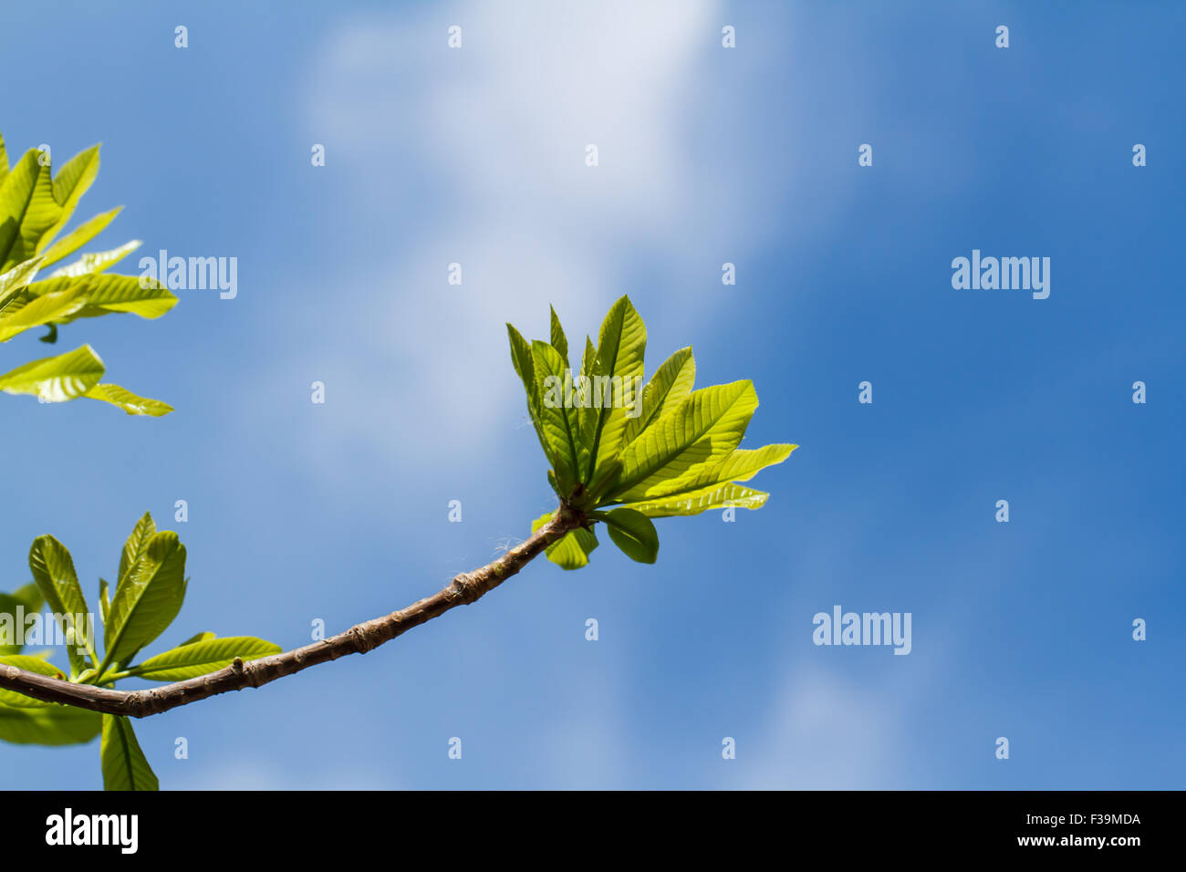 First leaves on tree in spring Stock Photo - Alamy