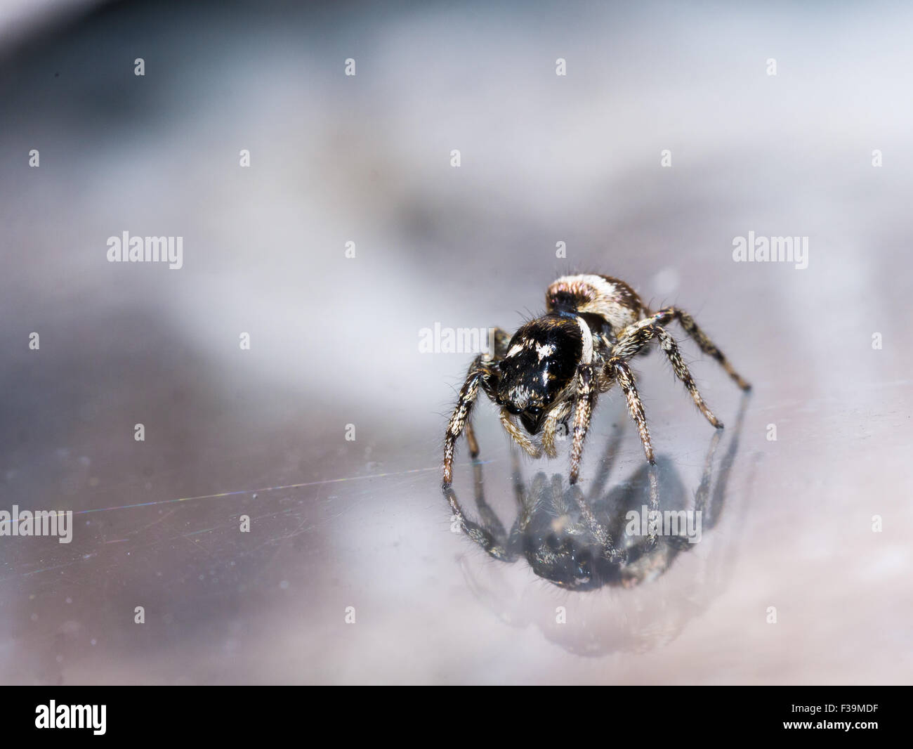 Small black and white daring jumping spider looks at reflection in ...