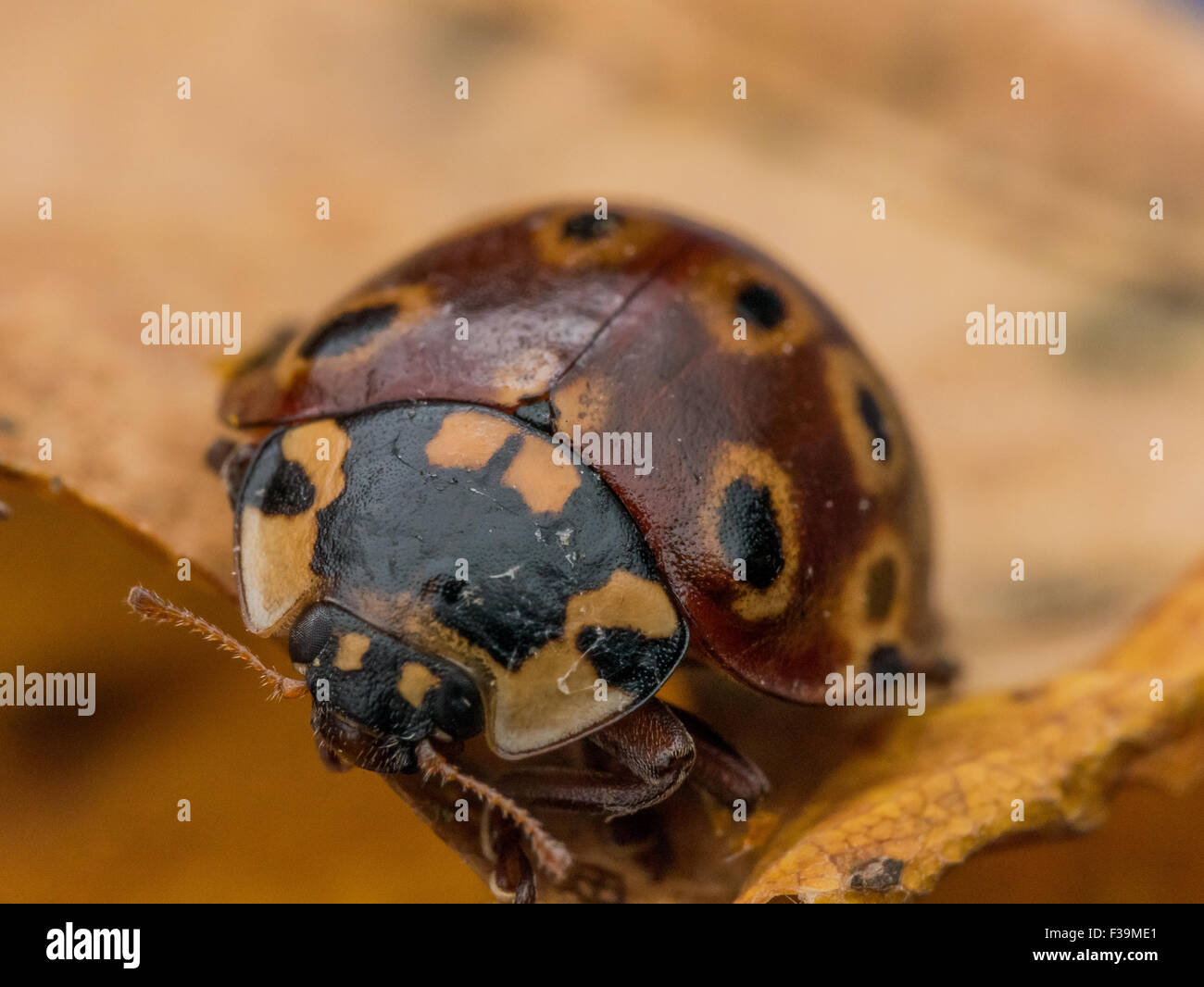 Dark red ladybug with black and yellow spots on yellow leaf shows the ...
