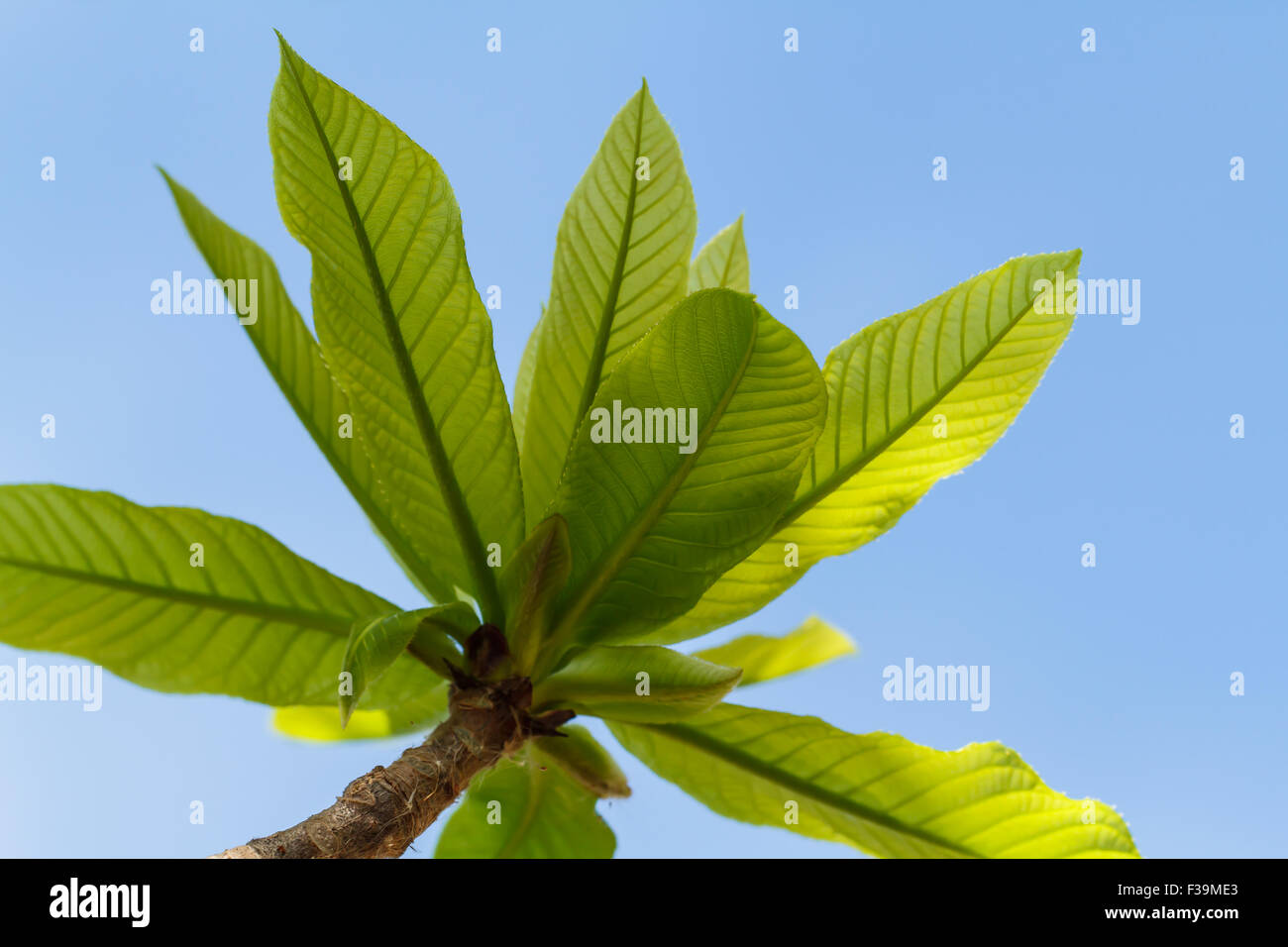 First leaves on tree in spring Stock Photo - Alamy
