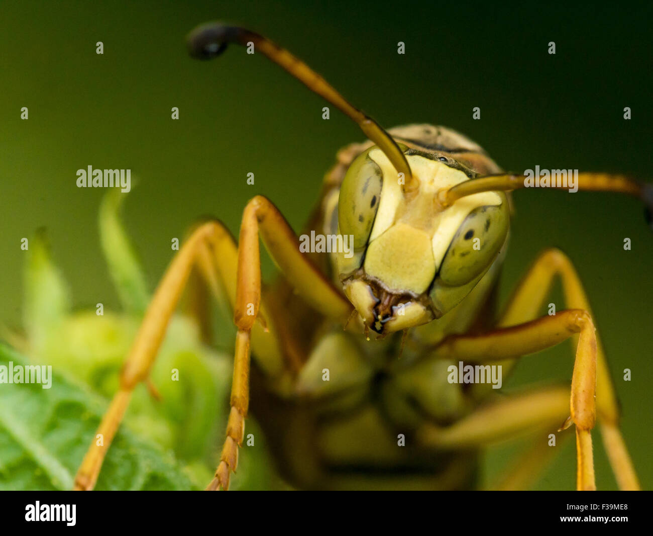 Yellow jacket wasp macro hi-res stock photography and images - Alamy