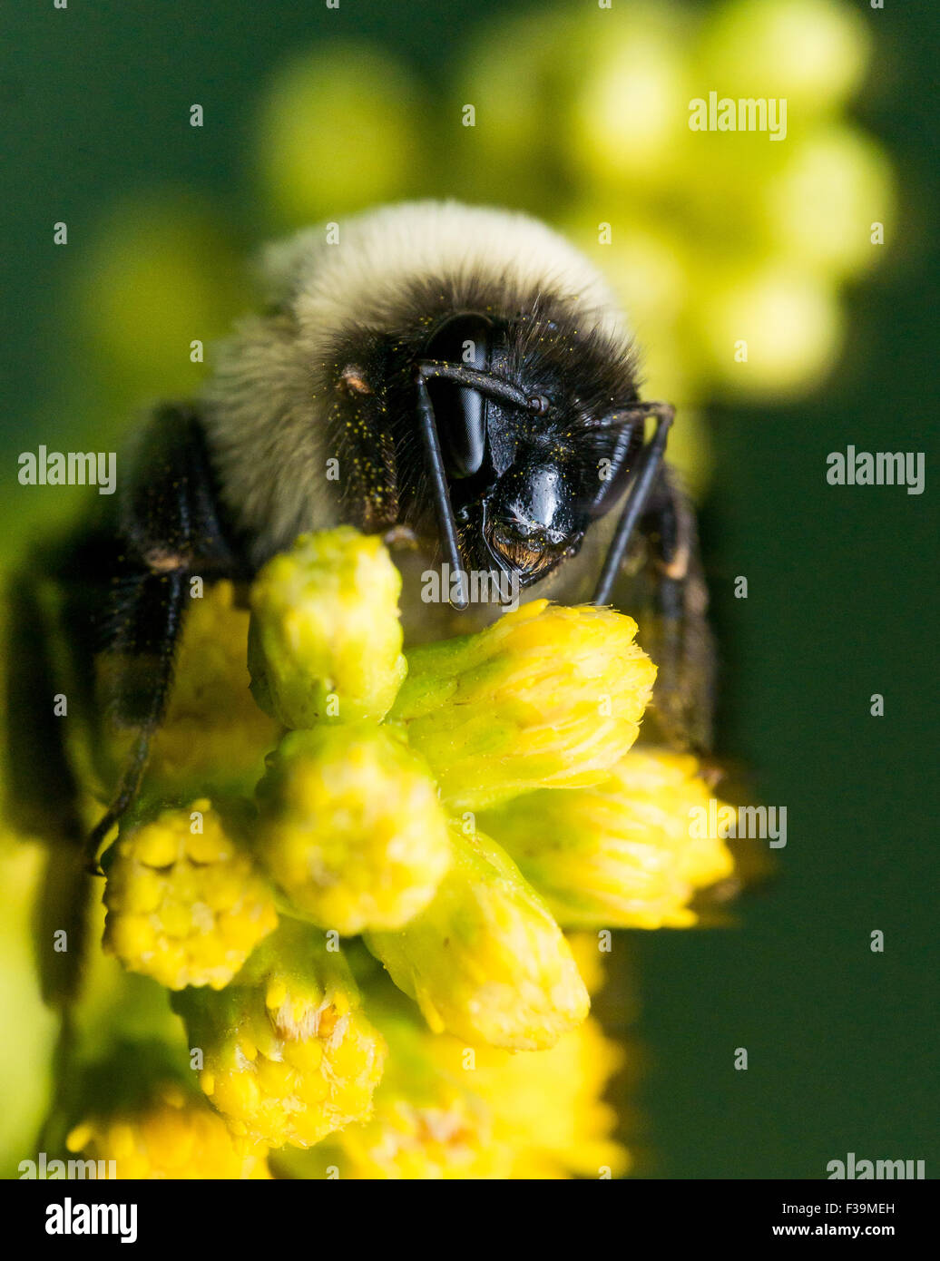 Honey bee face close up hi-res stock photography and images - Alamy