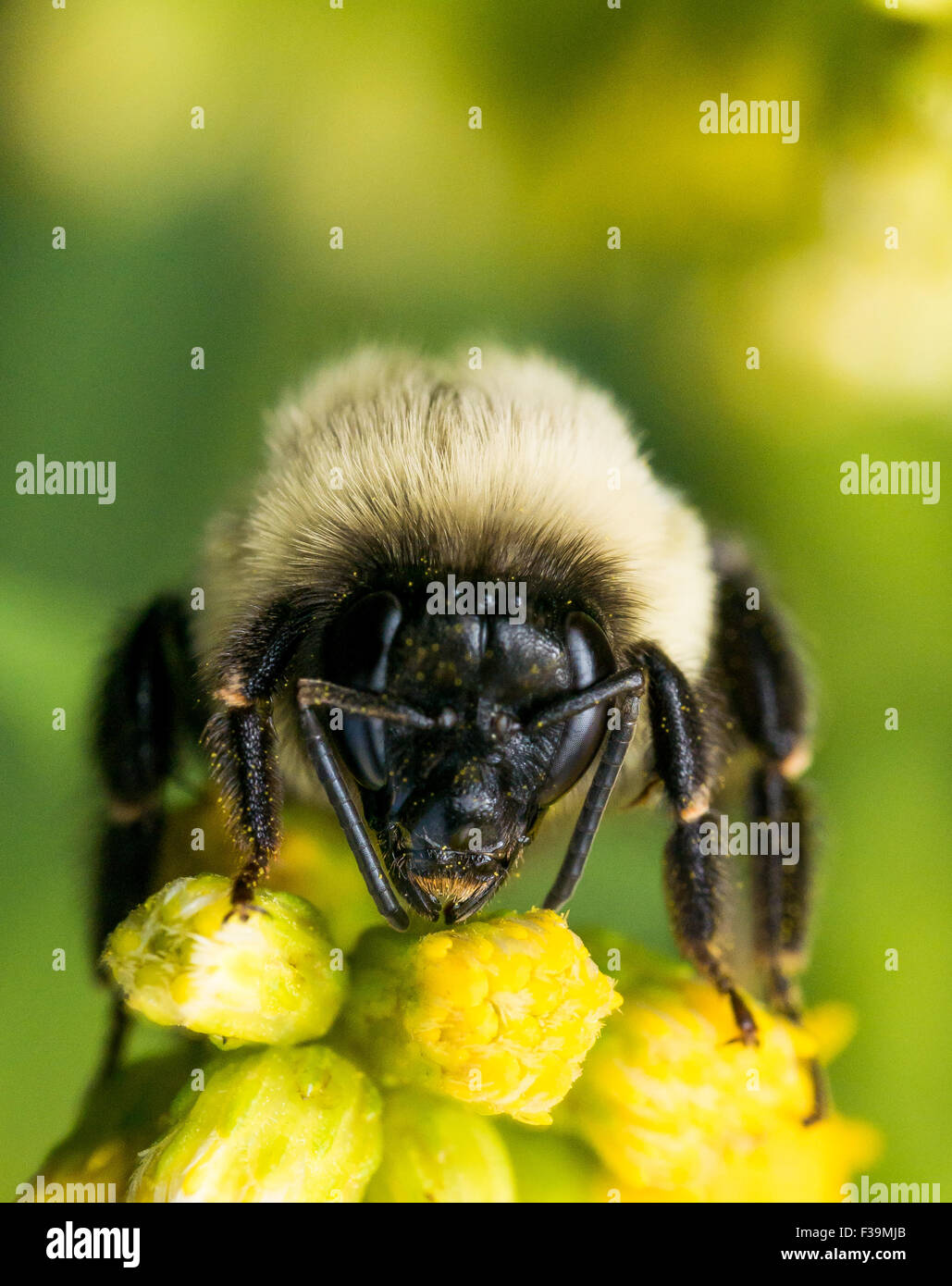 Bumble Bee Pollen High Resolution Stock Photography and Images - Alamy