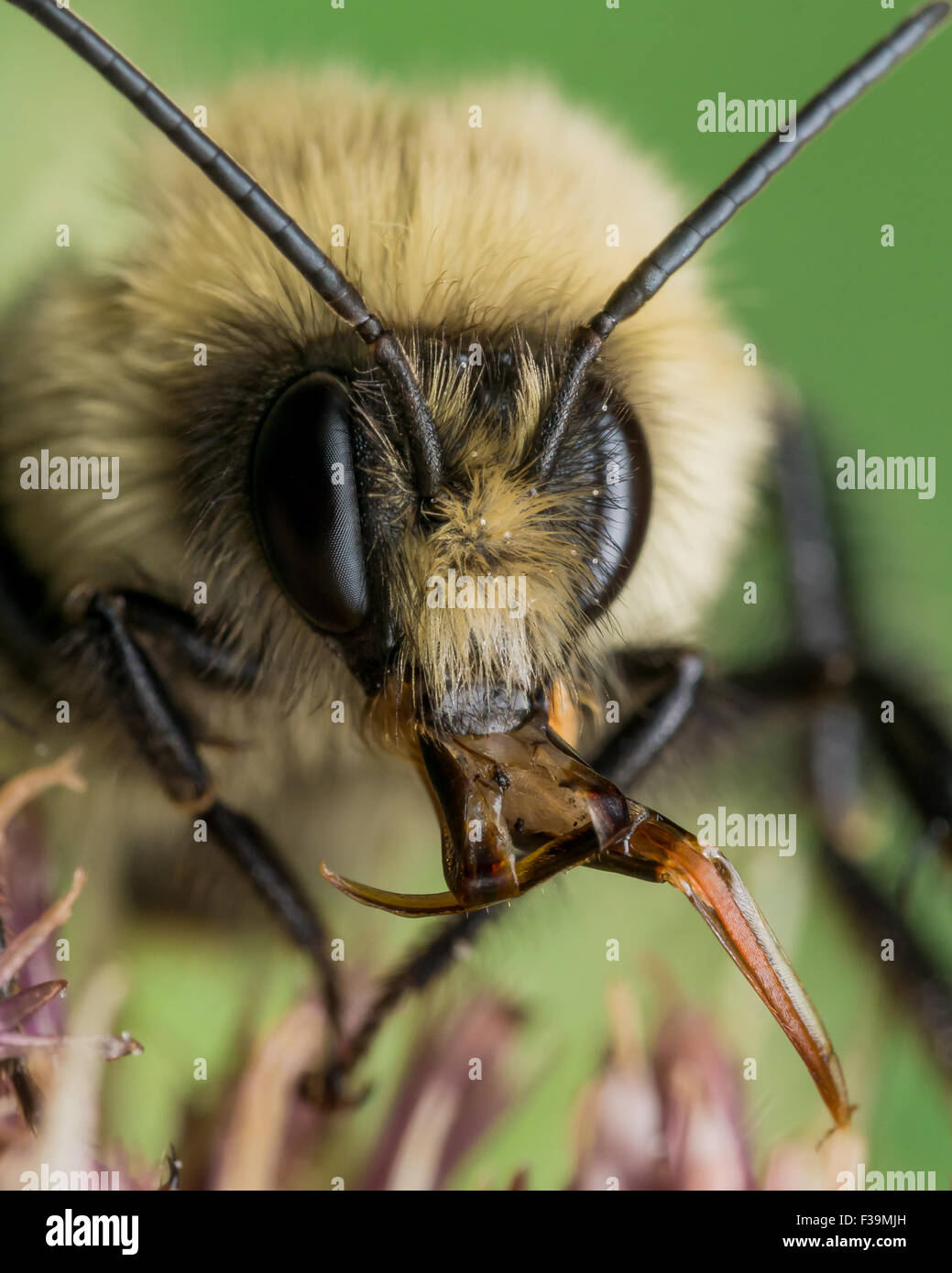 Bee Eye Close Up High Resolution Stock Photography and Images - Alamy