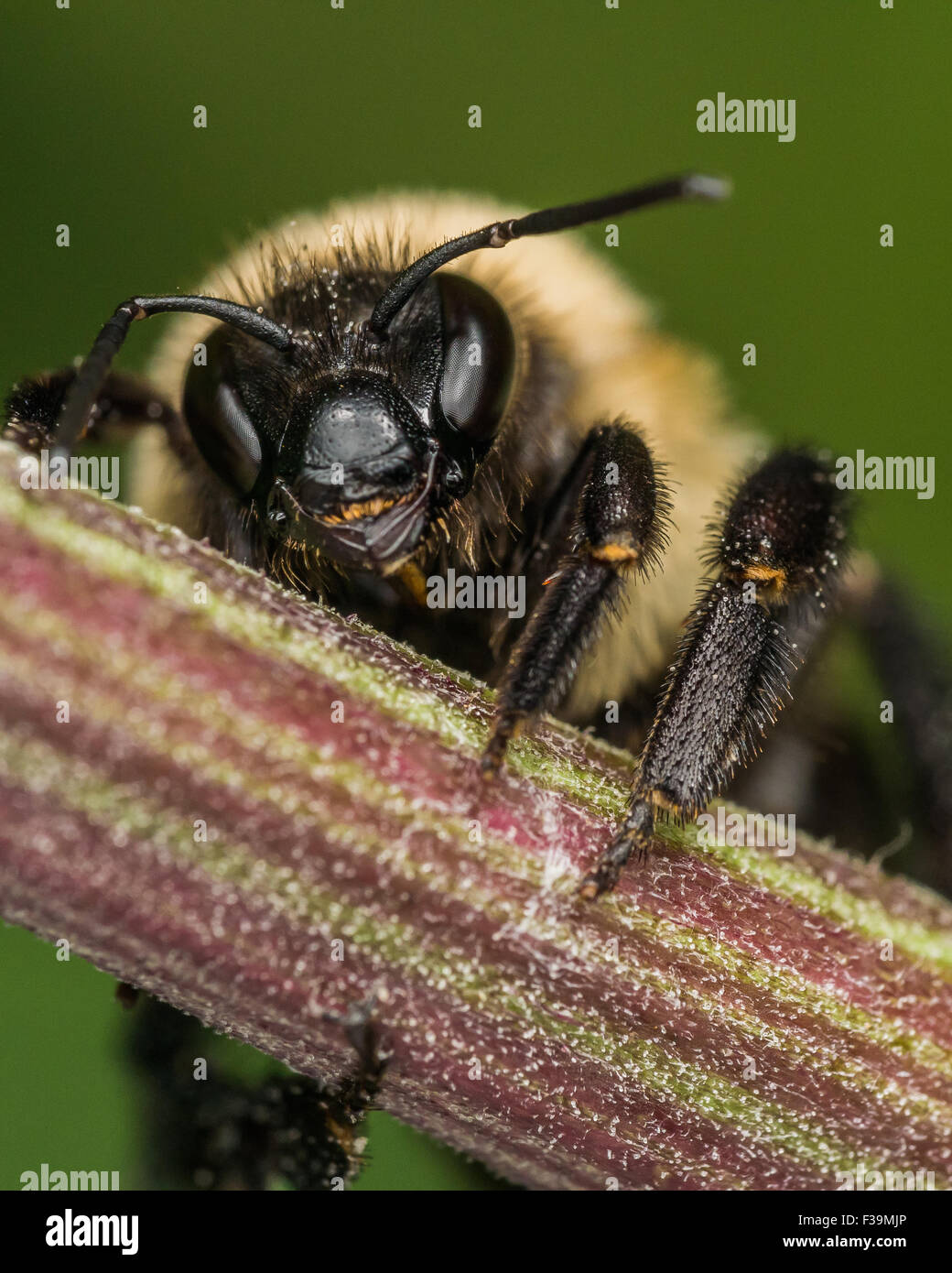Closeup of bumblebee face hi-res stock photography and images - Alamy