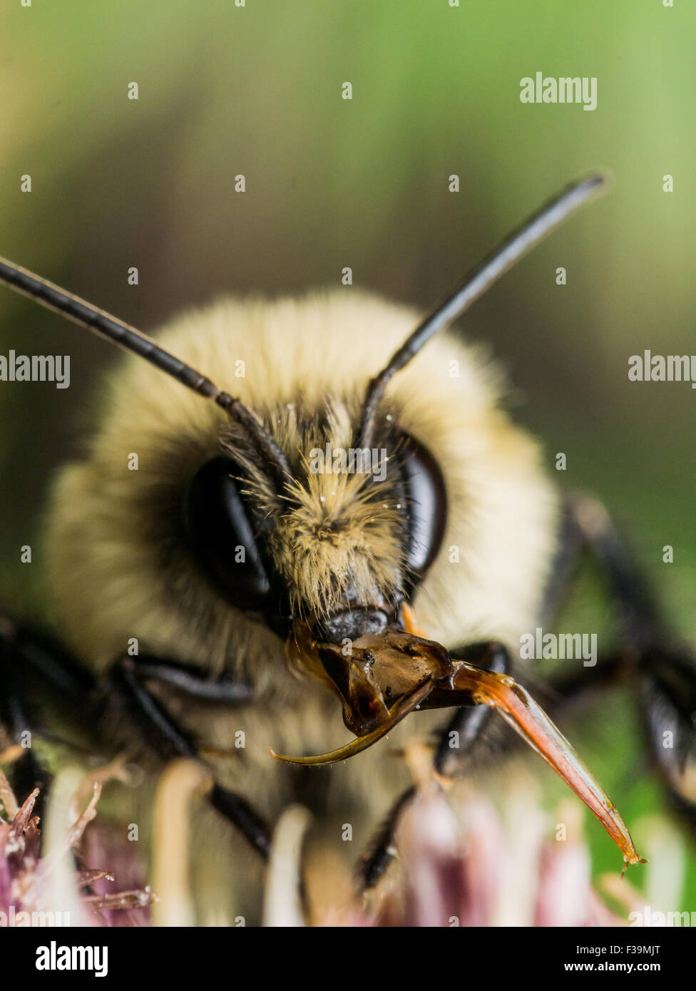 Yellow Bumble bee sticks out red mouth parts. On Flower with green ...