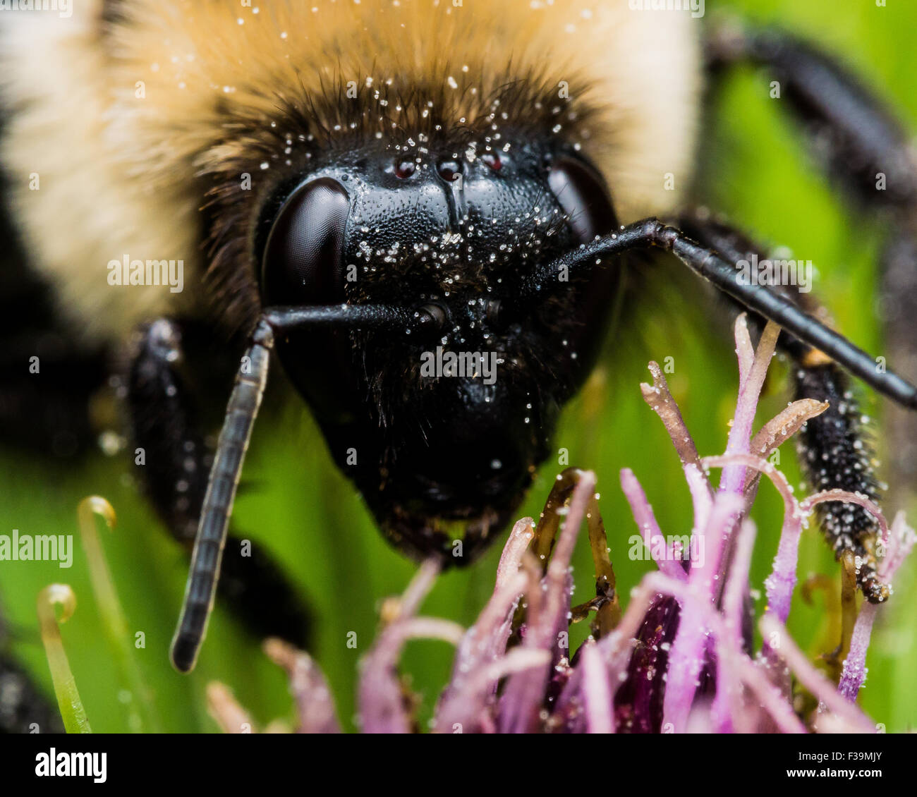 Closeup of bumblebee face hi-res stock photography and images - Alamy