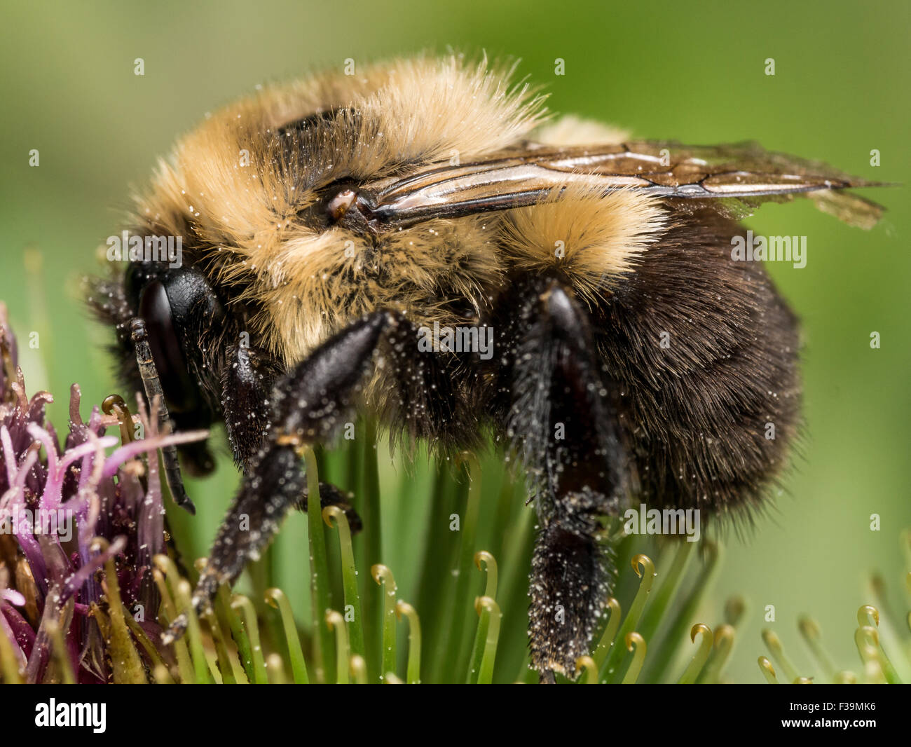 Closeup of bumblebee face hi-res stock photography and images - Alamy