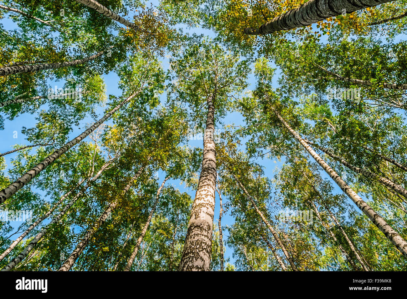 Spring in birch grove hi-res stock photography and images - Alamy
