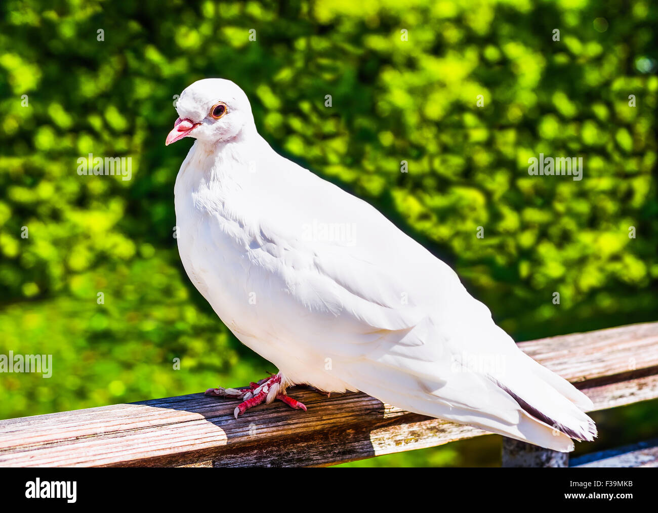 Holy Spirit Pigeon Stock Photos & Holy Spirit Pigeon Stock Images - Alamy