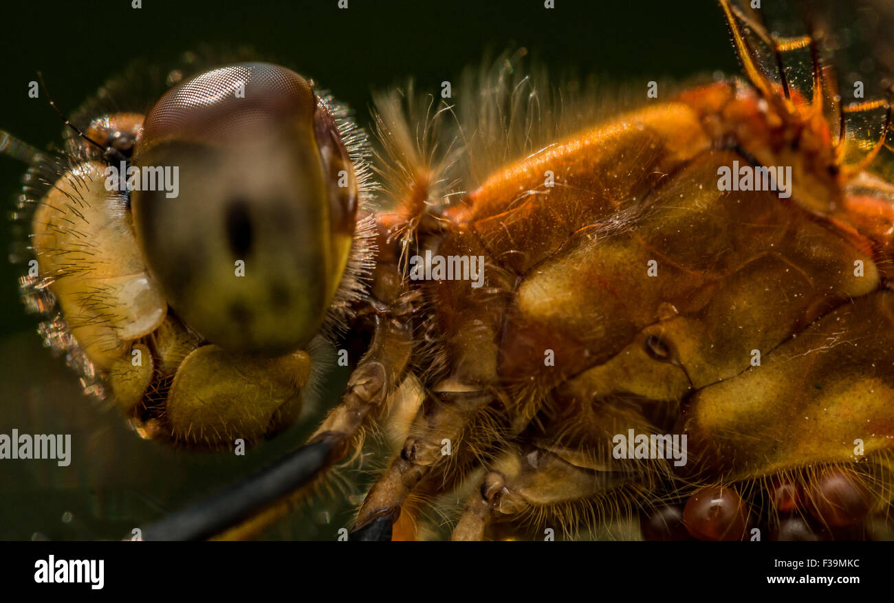Closeup of dragonfly in profile view shows details of it's abdomen ...