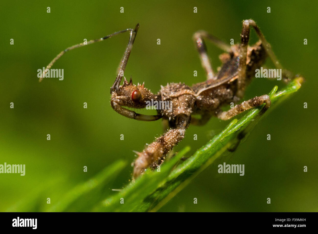 Spined assassin bug on green leaf with green background Stock Photo - Alamy