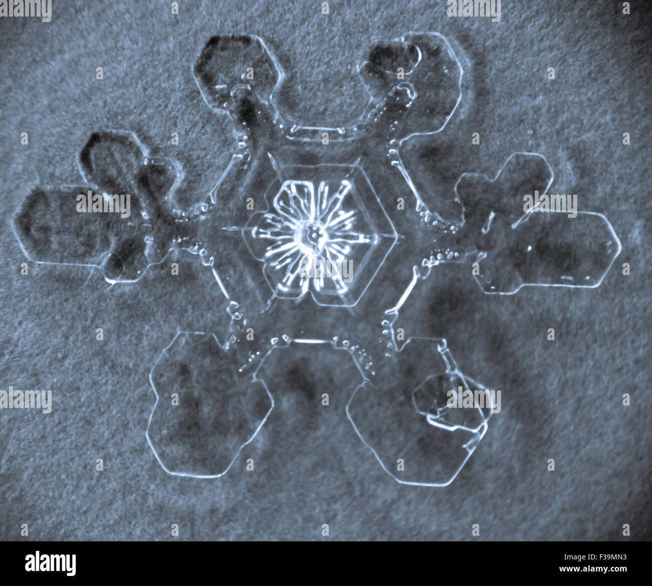 Single melting snowflake macro with gray/blue background Stock Photo ...