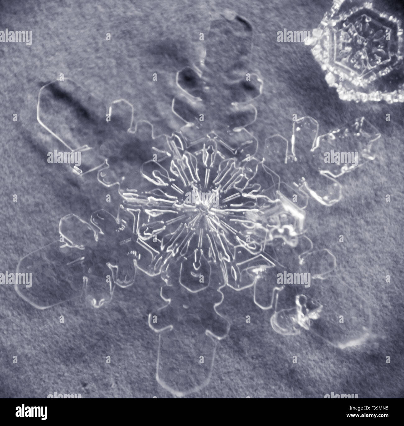 Single melting snowflake macro with gray/blue background Stock Photo ...