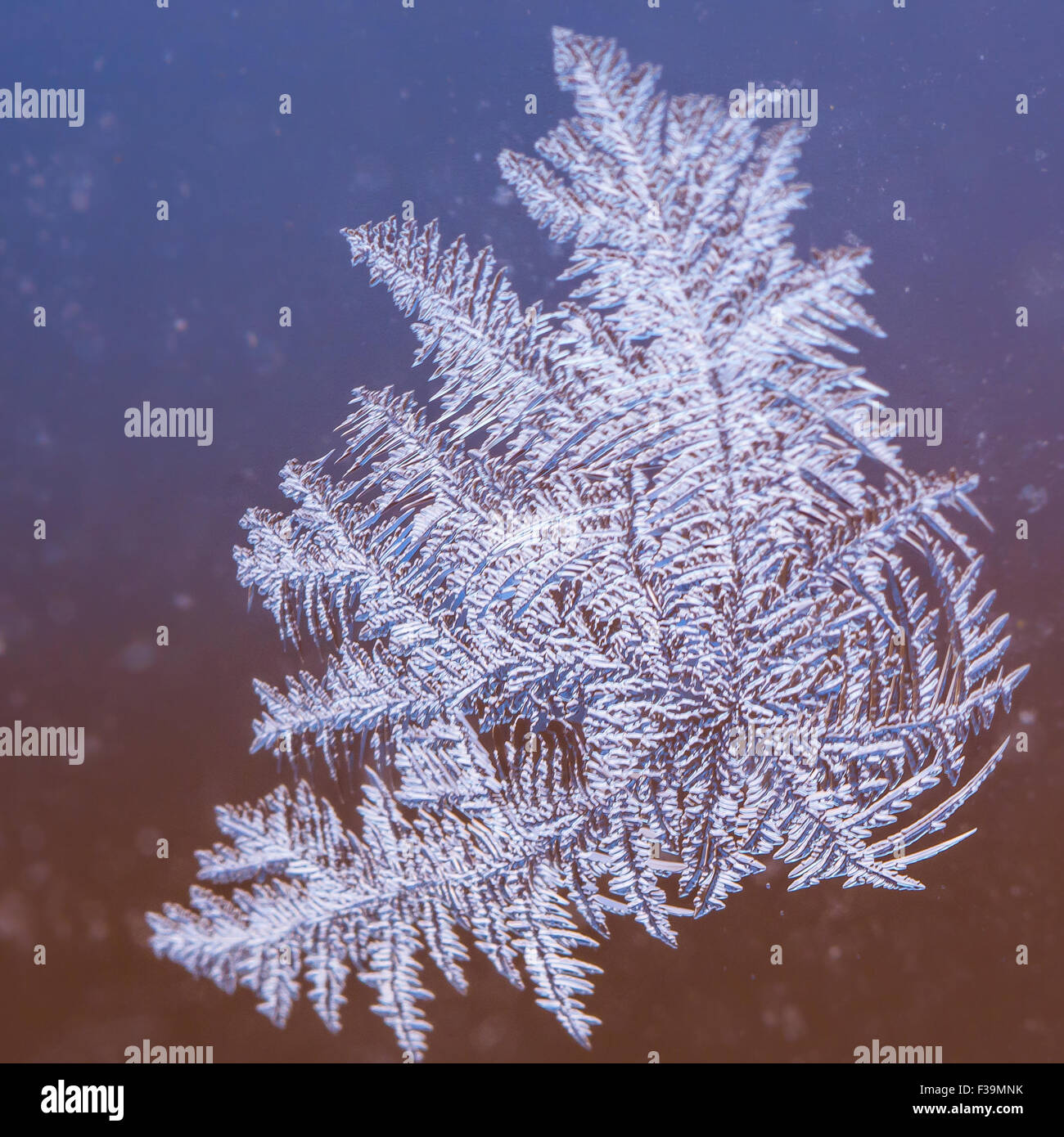 Fragile pattern hi-res stock photography and images - Alamy