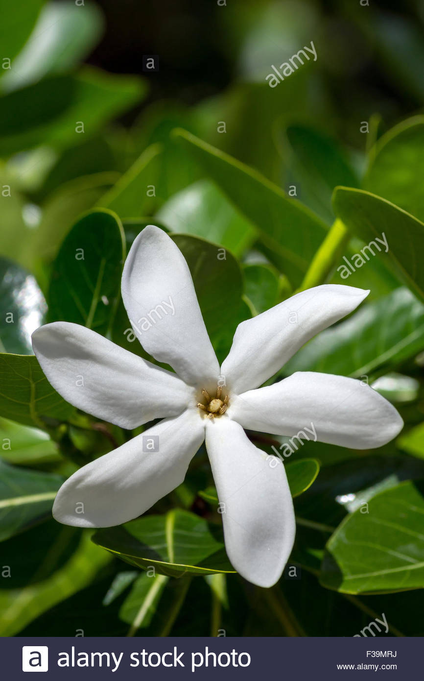 Tiare Gardenia Tahitensis High Resolution Stock Photography and Images ...