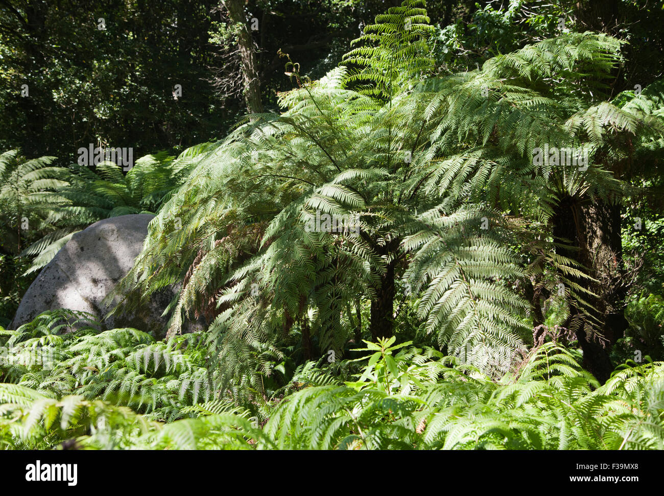 Tropical rainforest tree from below hi-res stock photography and images ...