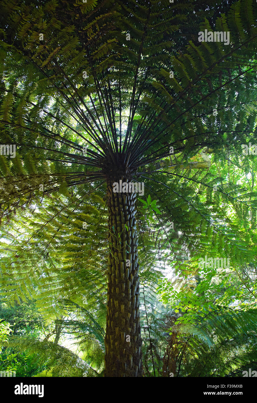 Giant tree fern in rainforest hi-res stock photography and images - Alamy