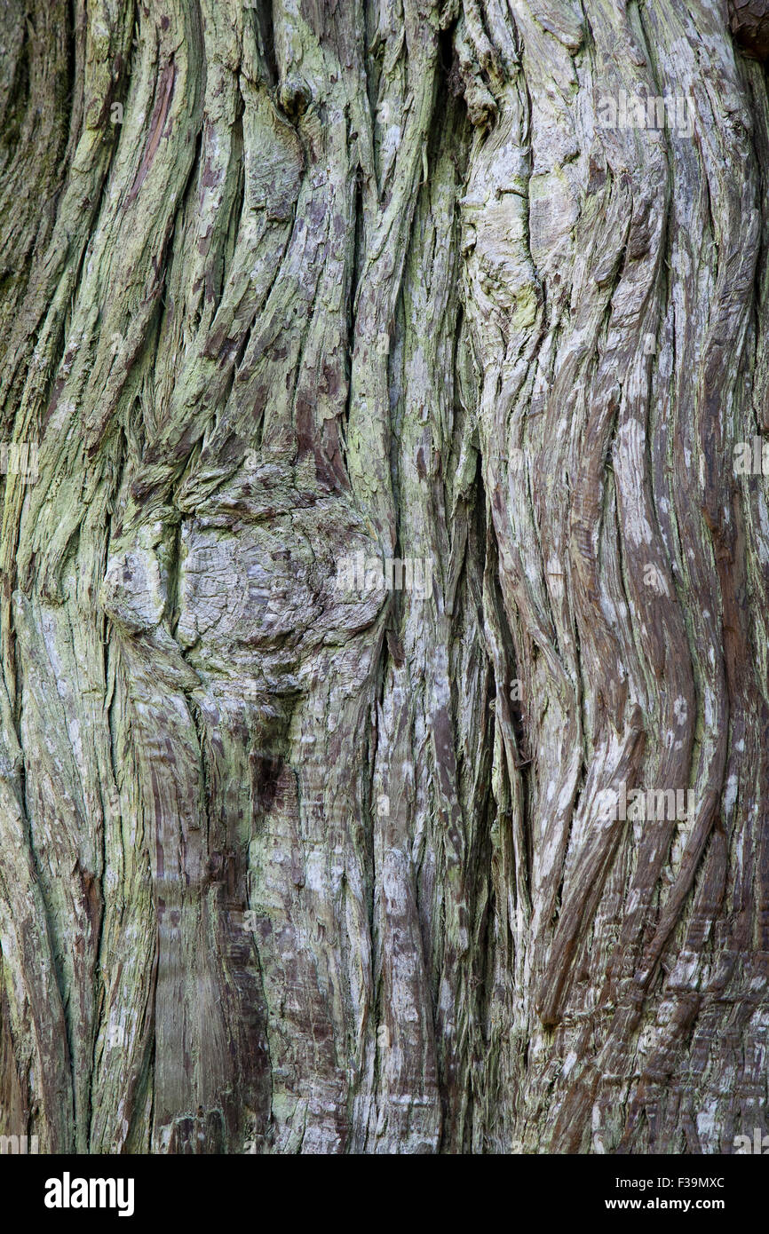 Texture of old grey bumpy tree bark Stock Photo - Alamy